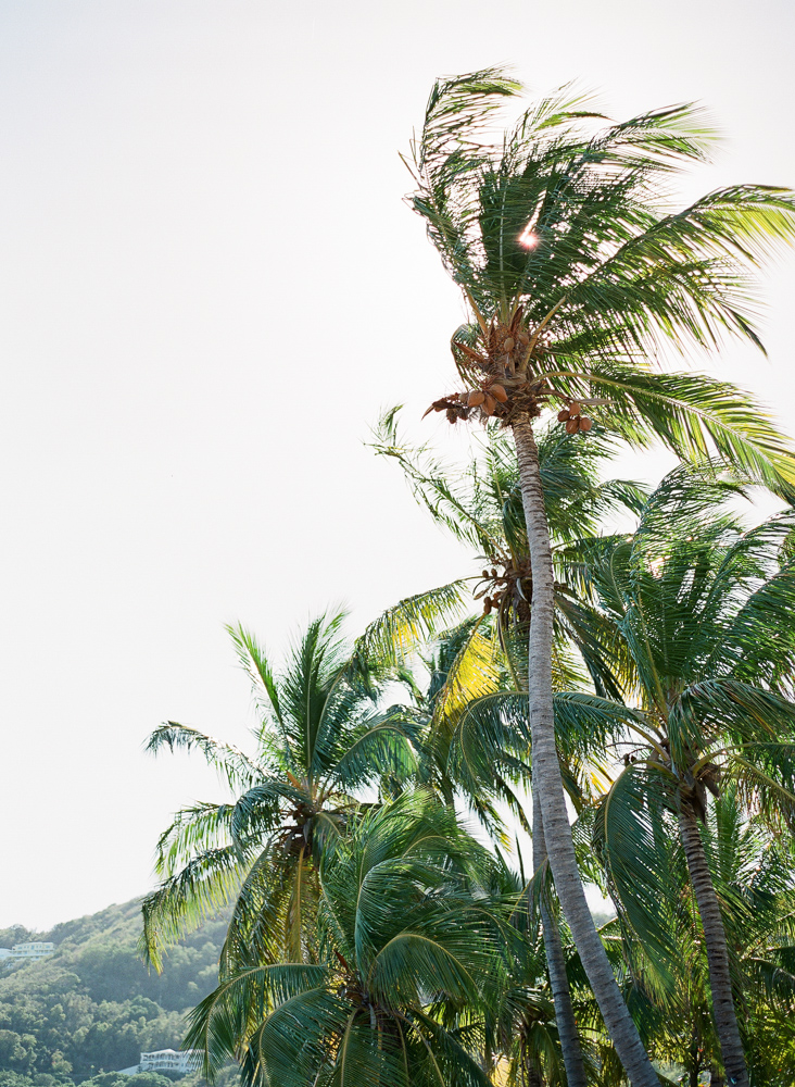 Palm Trees in the British Virgin Islands - Entouriste