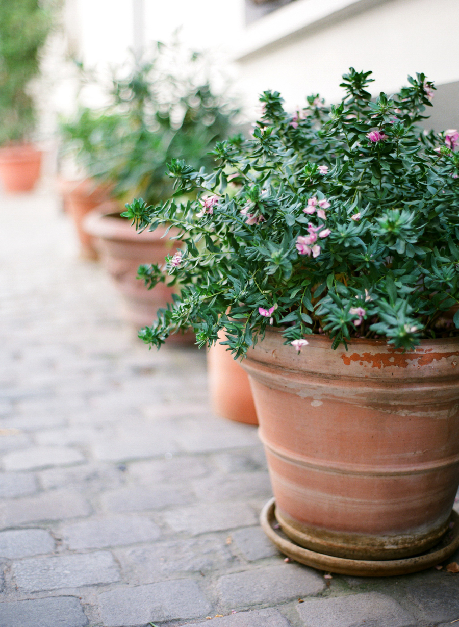 Potted Plants Paris - Entouriste
