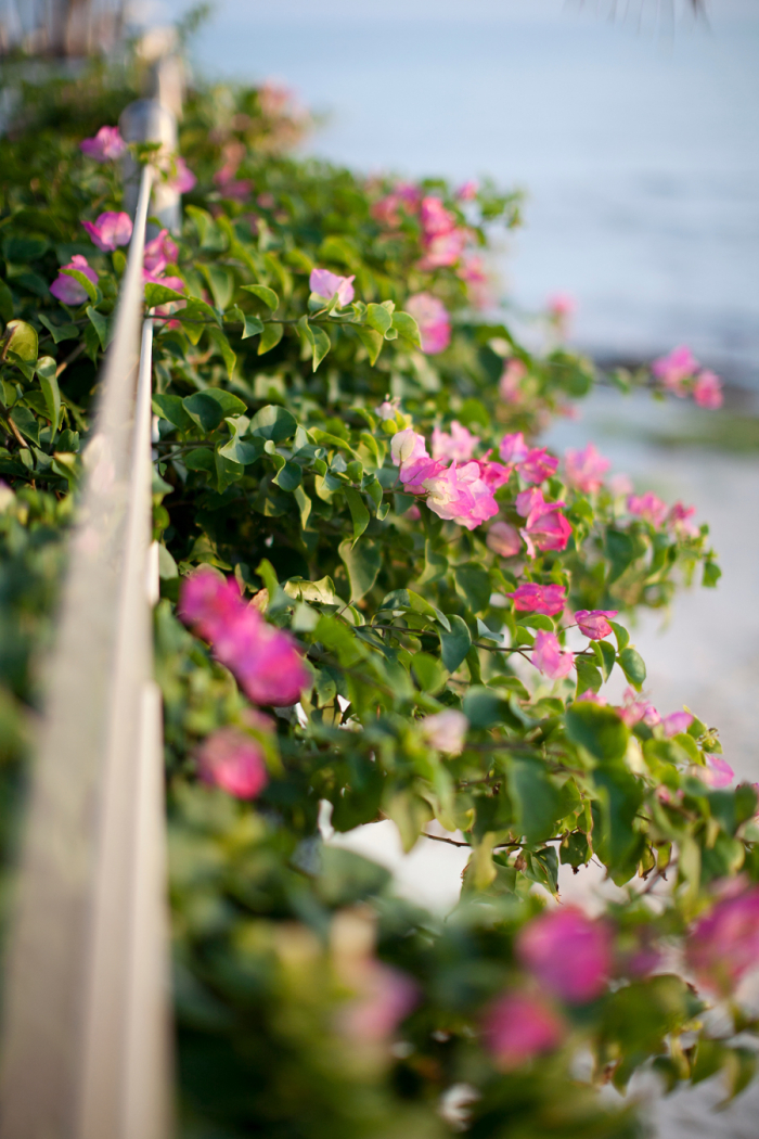 Blooming Flowers in Key West - Entouriste