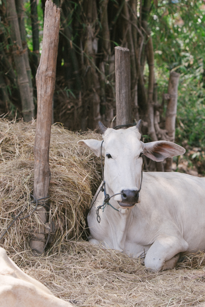 Cambodia Cow - Entouriste