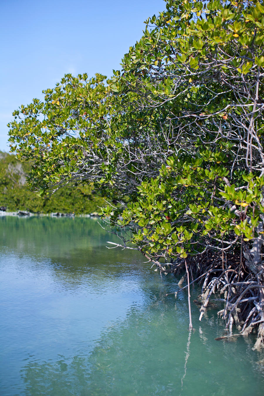 Captain Tommy Mangrove Tour Key West - Entouriste