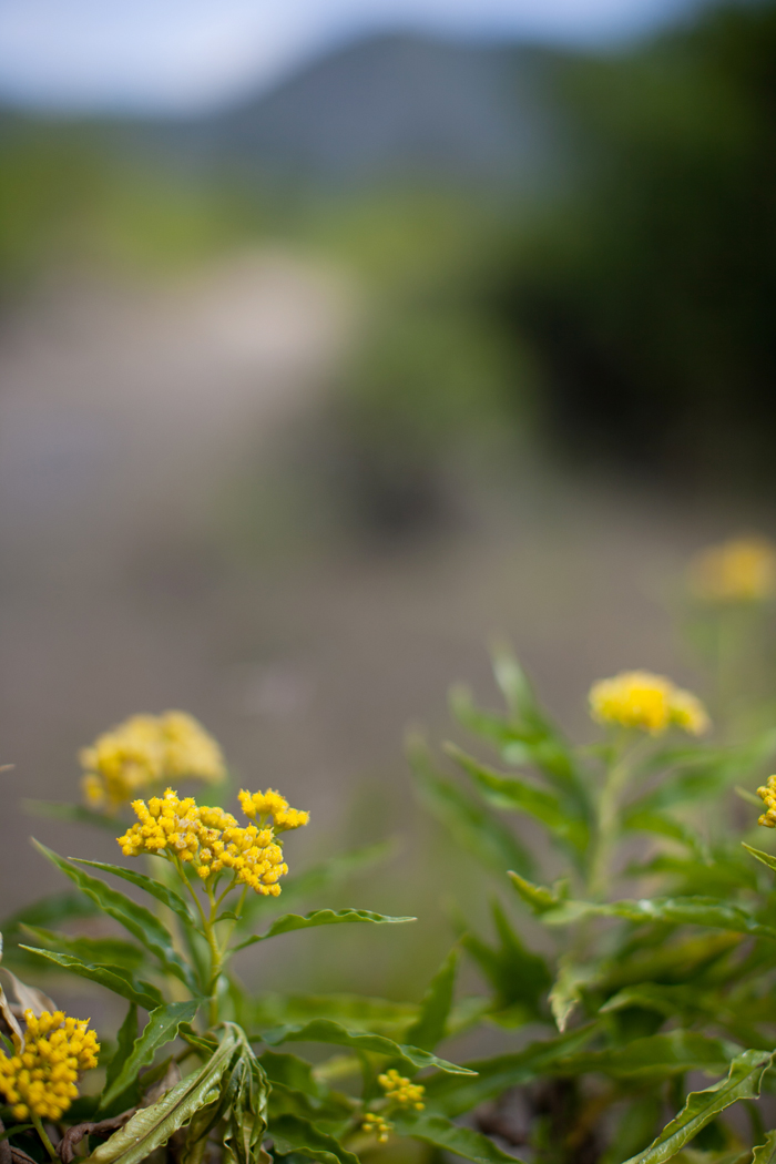 Flowers Arusha National Park - Entouriste