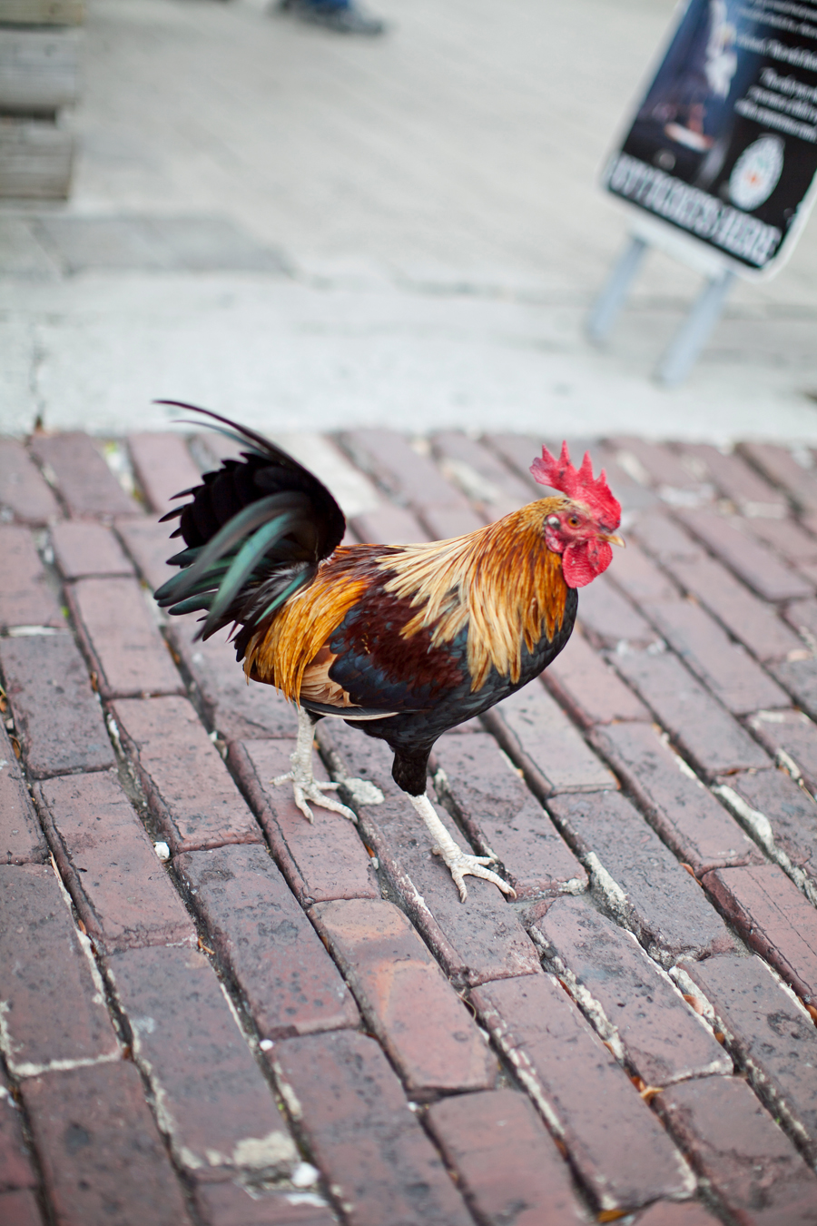 Mallory Square Chicken in Key West - Entouriste