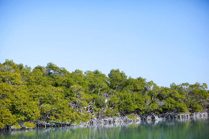 Mangroves in Key West - Entouriste