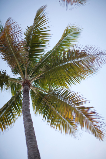 Relaxing in Key West - Entouriste