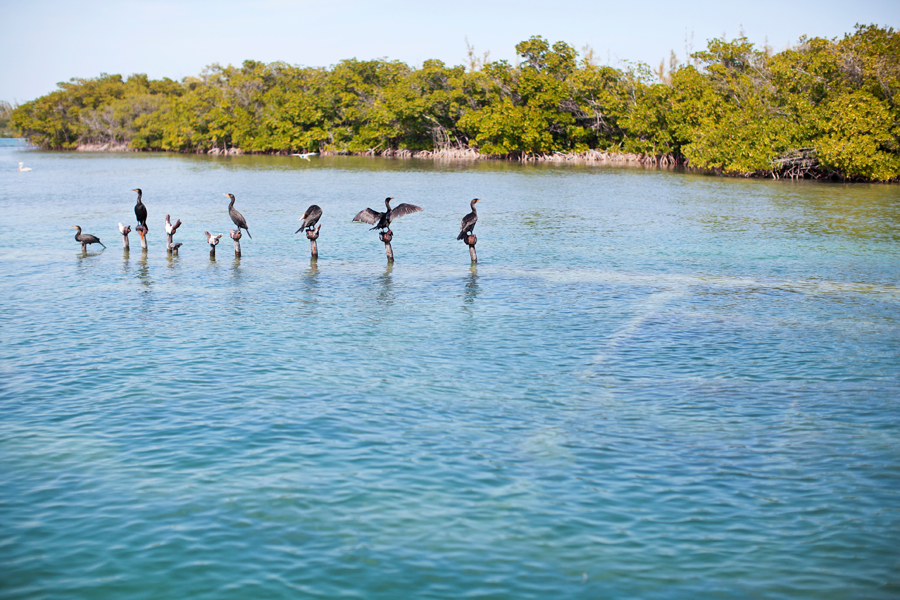 Pelicans in Key West Mangroves - Entouriste