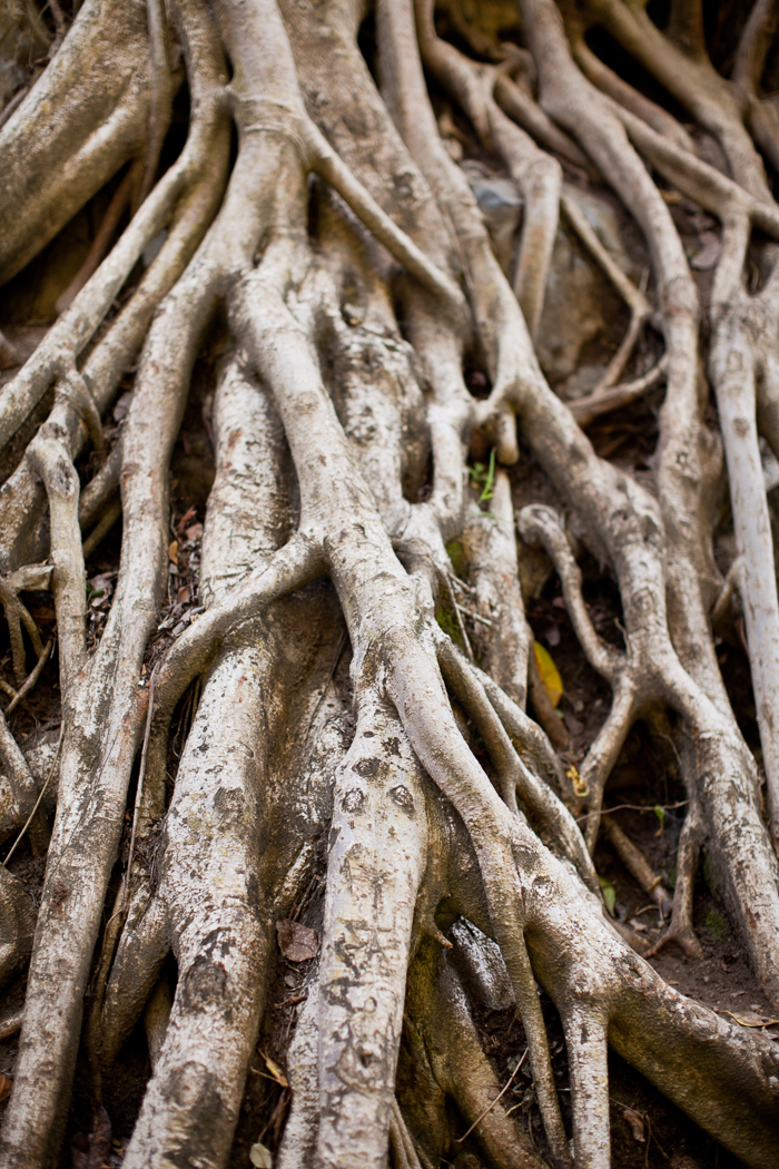 Tree Roots Arusha National Park - Entouriste