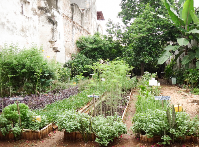 Garden in Cuba - Entouriste