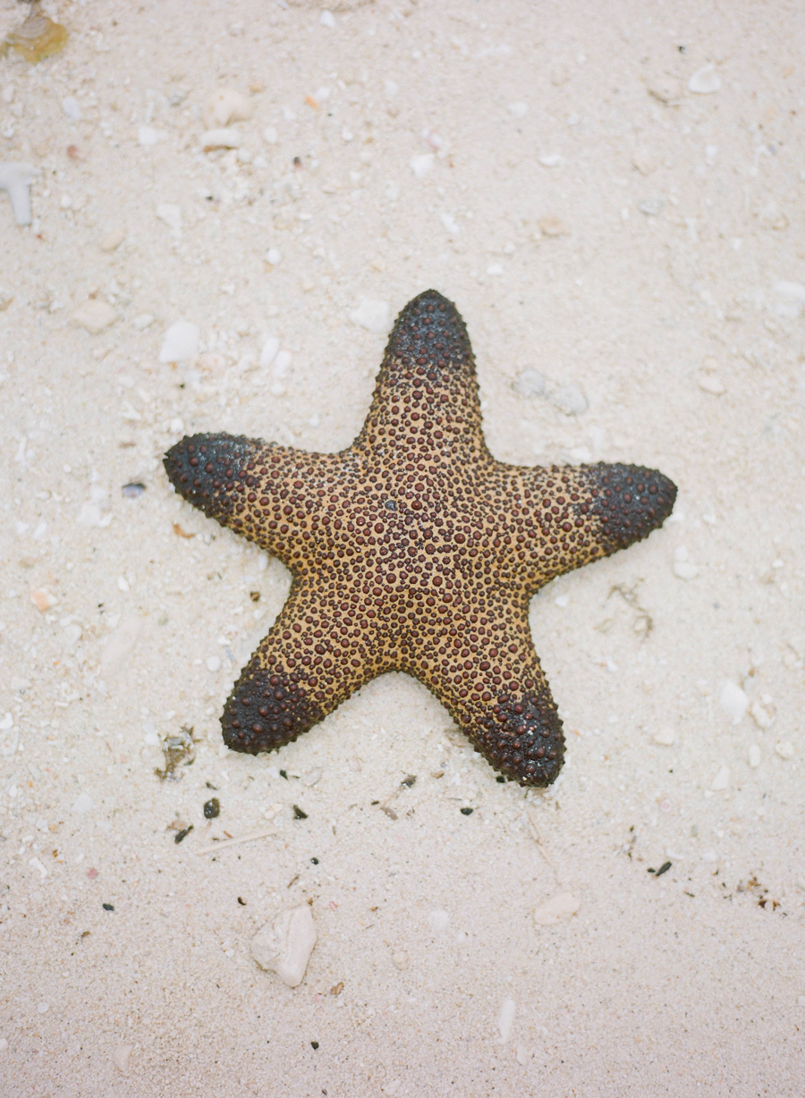 Starfish in the Philippines - Entouriste