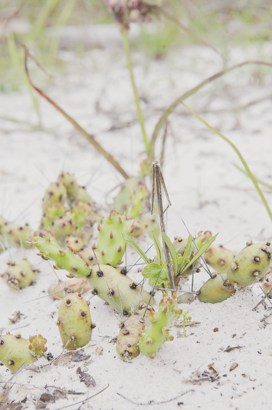 Beach Cactus on Dog Island Florida - Entouriste