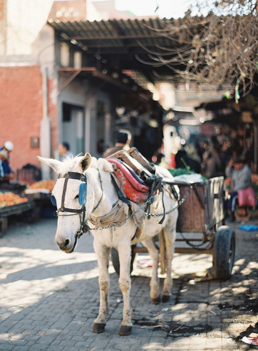 Donkey Pulling Cart in Morocco - Entouriste