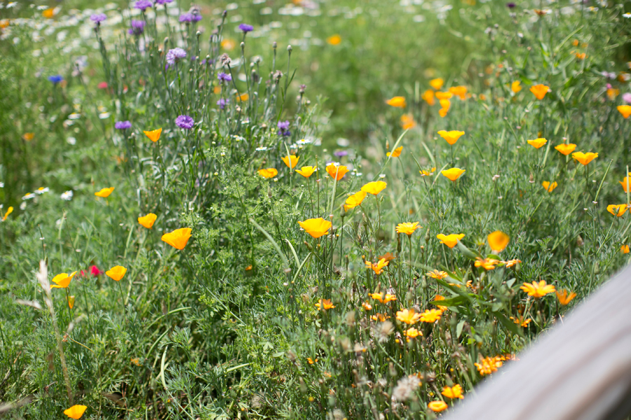Wildflowers in Hilton Head South Carolina - Entouriste