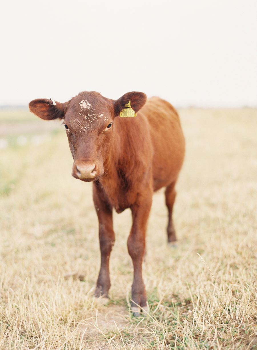 Brown Cow in Norfolk England - Entouriste