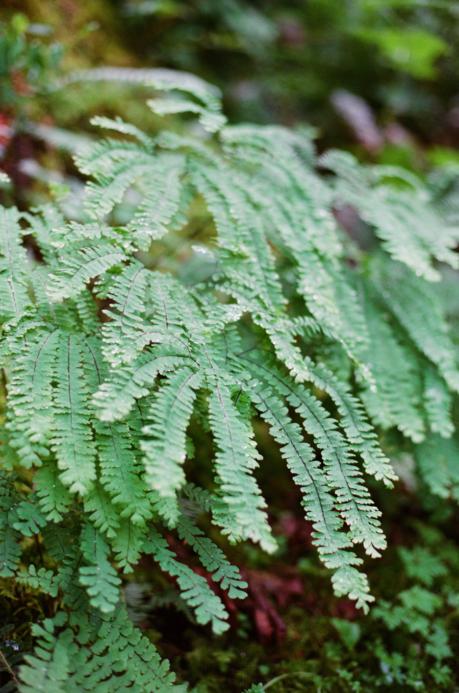 Ferns in Oregon - Entouriste