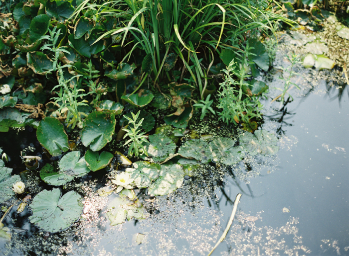 Green Sea Life in Norfolk England - Entouriste