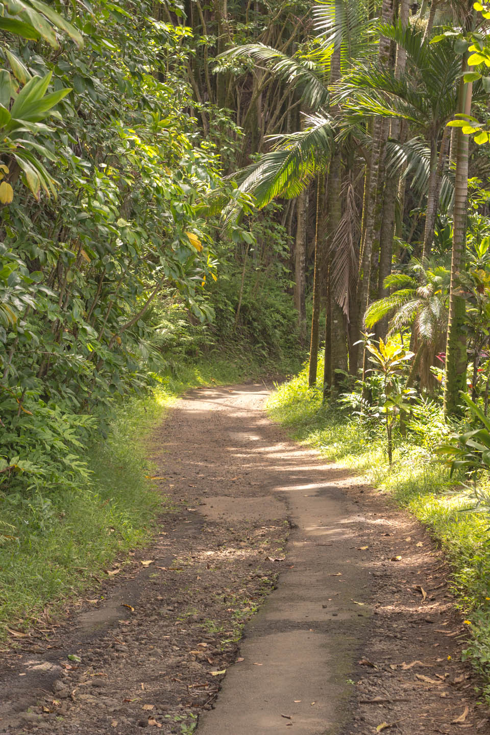 Jungle Path in Hilo - Entouriste