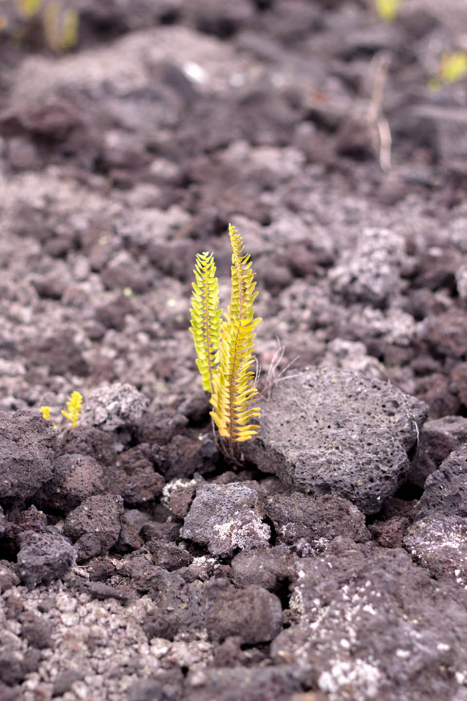 Lava Field Fern - Entouriste