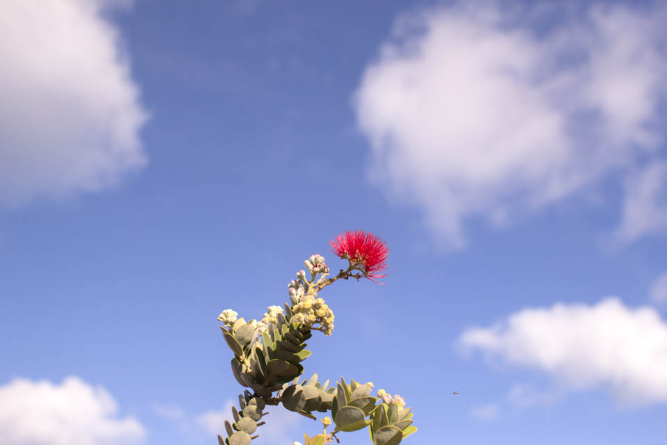 Lehua Flower on the Big Island - Entouriste