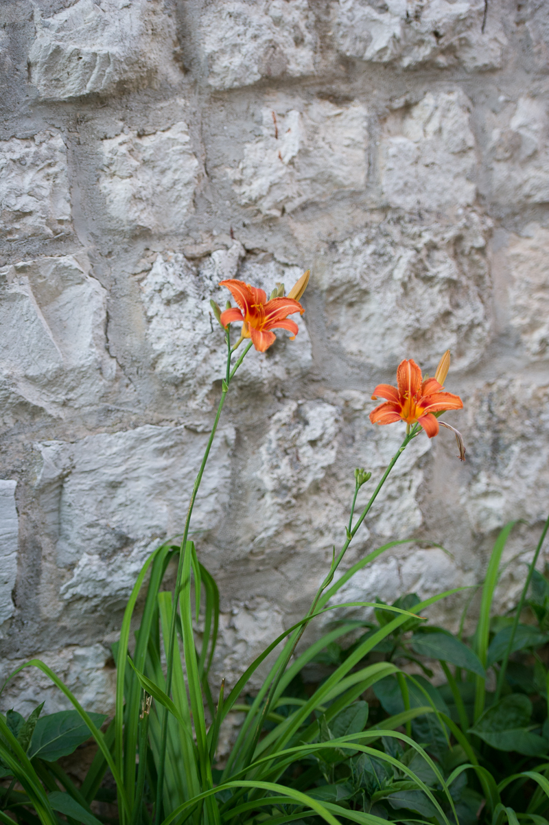 Orange Flowers in Croatia - Entouriste