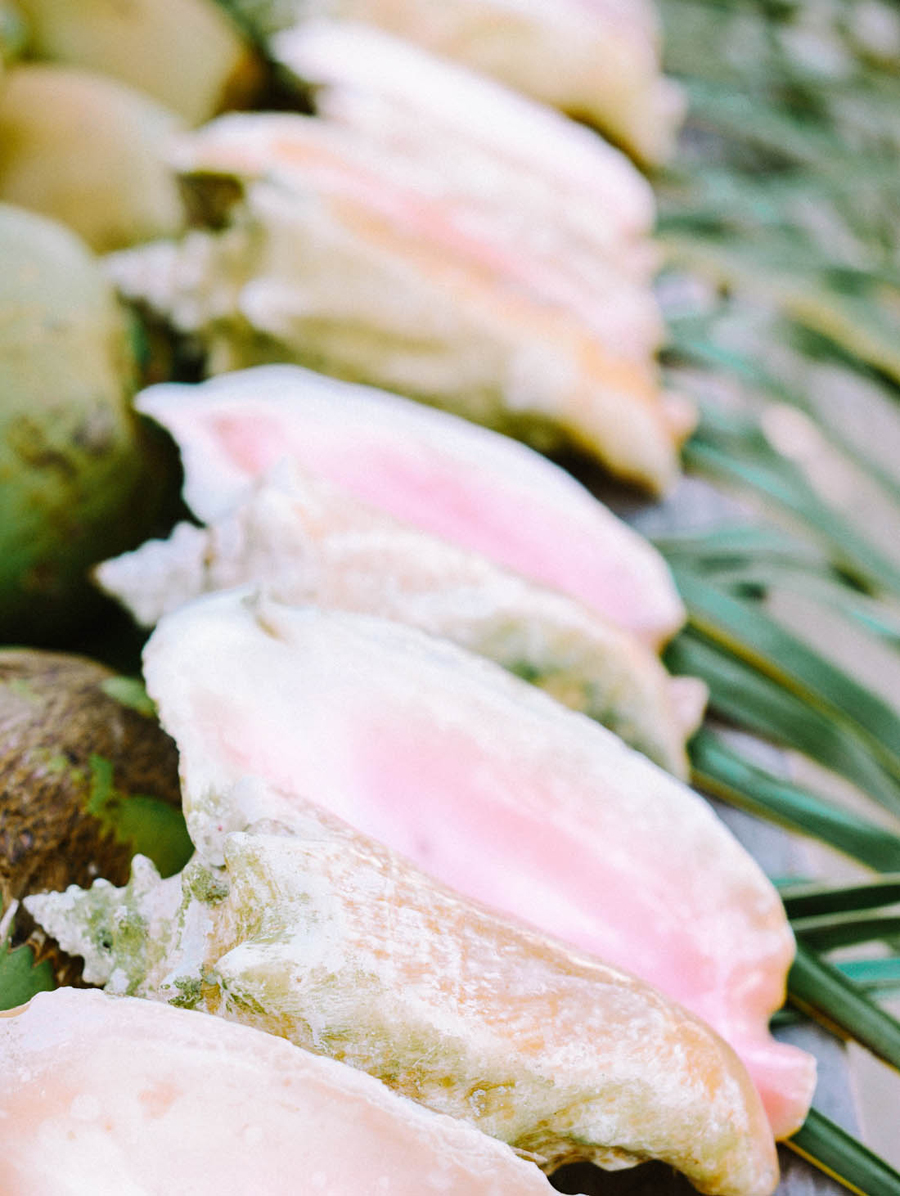 Seashells in Belize - Entouriste