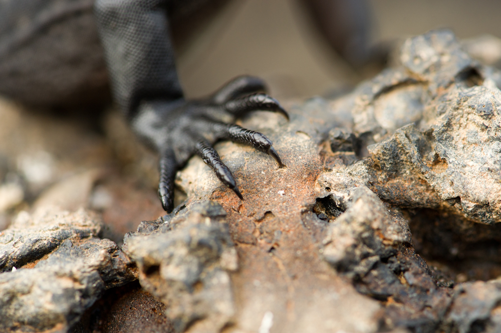 Foot of the Galapagos Land Iguana - Entouriste