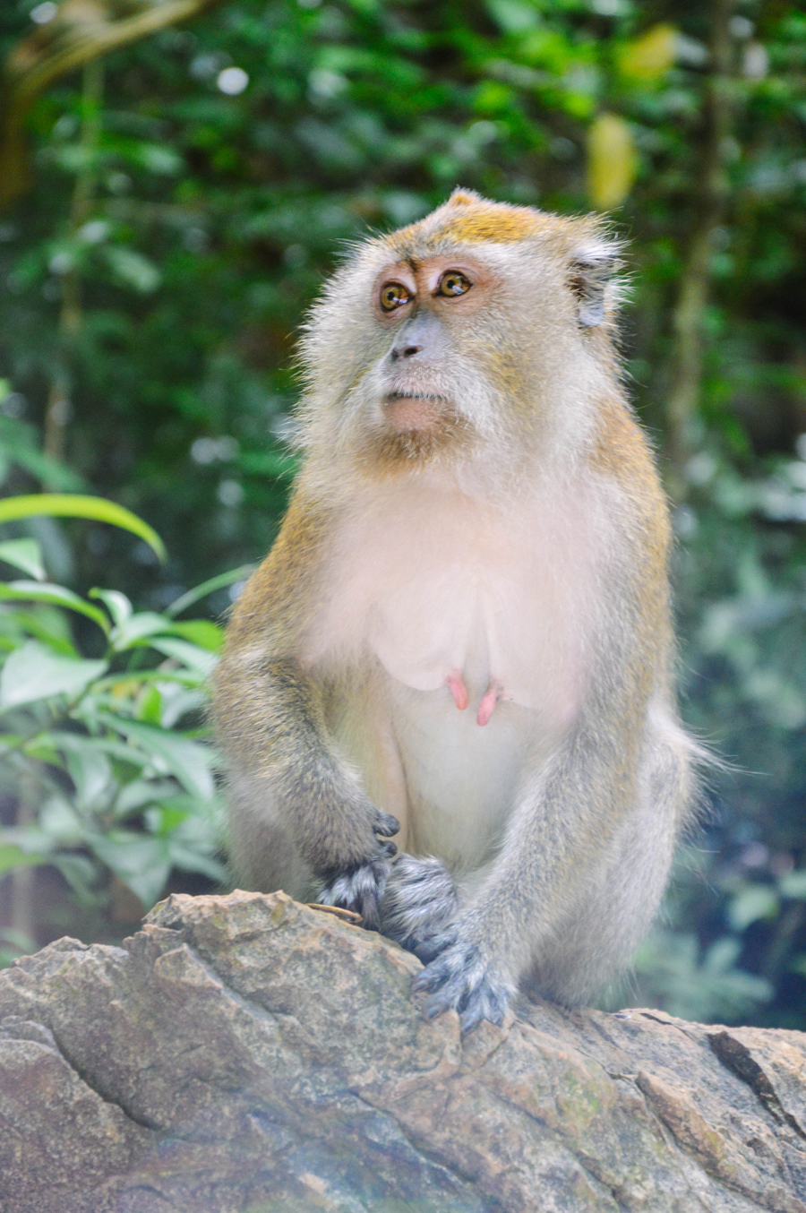 Macaque Monkey at Pulau Dayang Bunting in Malaysia - Entouriste