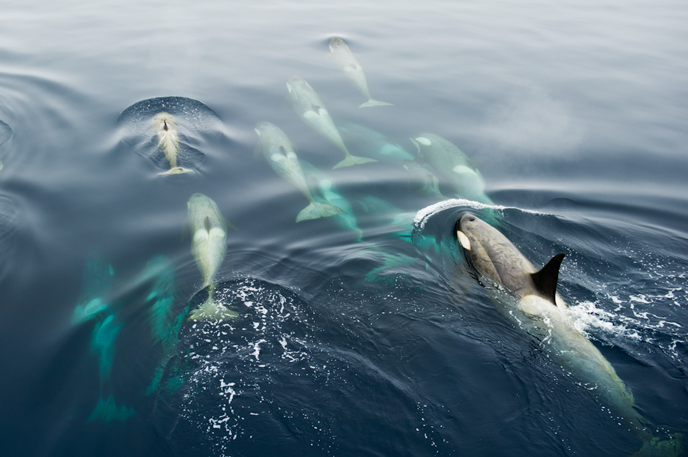 Orca Whales Swimming in Antarctica - Entouriste