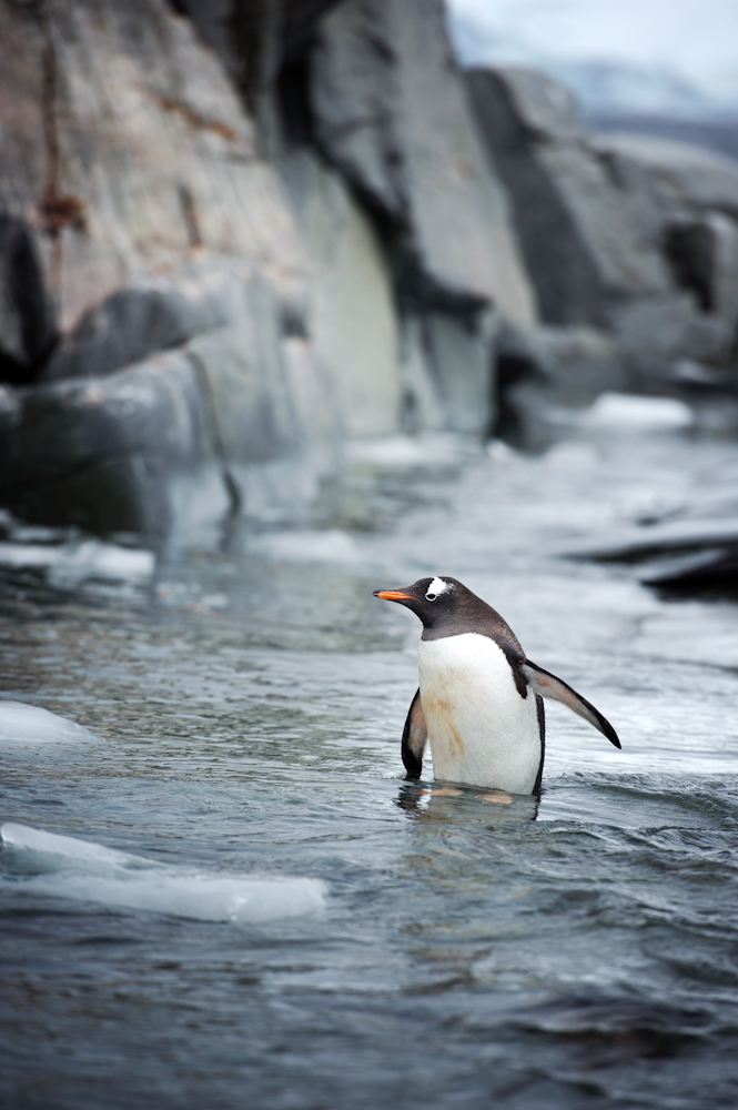 Penguin Wading Through Water in Antarctica - Entouriste