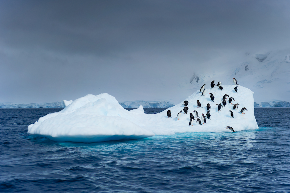 Penguins Climbing an Iceberg in Antarctica - Entouriste