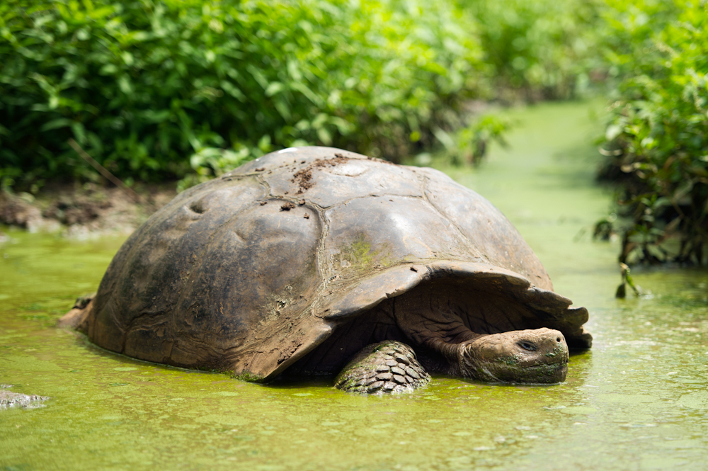 Turtle Swimming in a Swamp in the Galapagos - Entouriste
