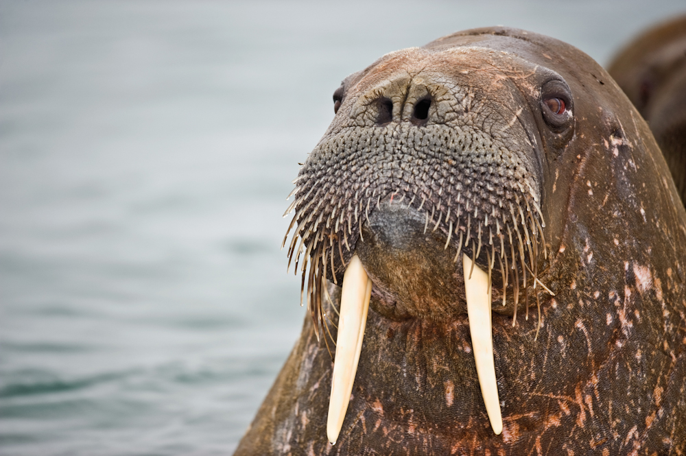 Walrus in the Arctic - Entouriste
