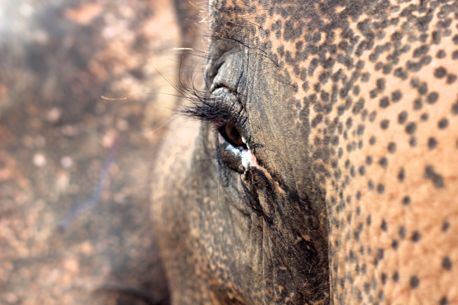 Elephant Eyelashes