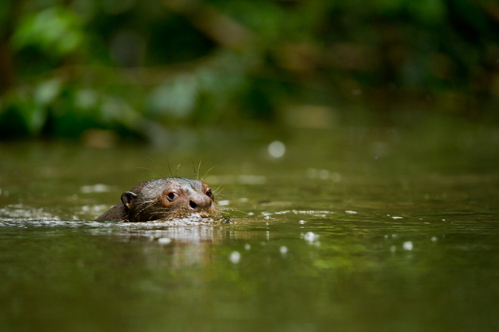 Giant River Otter Swimming in Anangucocha Lake - Entouriste