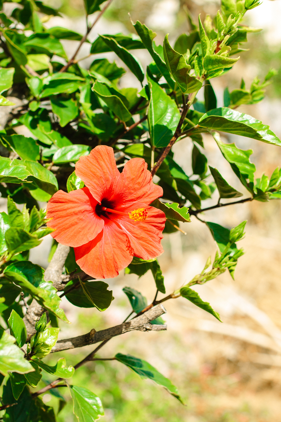 Hibiscus Flower on Kalamaki Beach in Corfu Greece - Entouriste