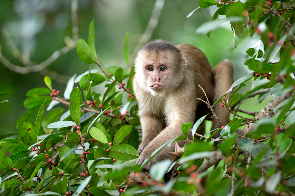 Monkey Eating Berries in the Amazon at Yasuni National Park - Entouriste