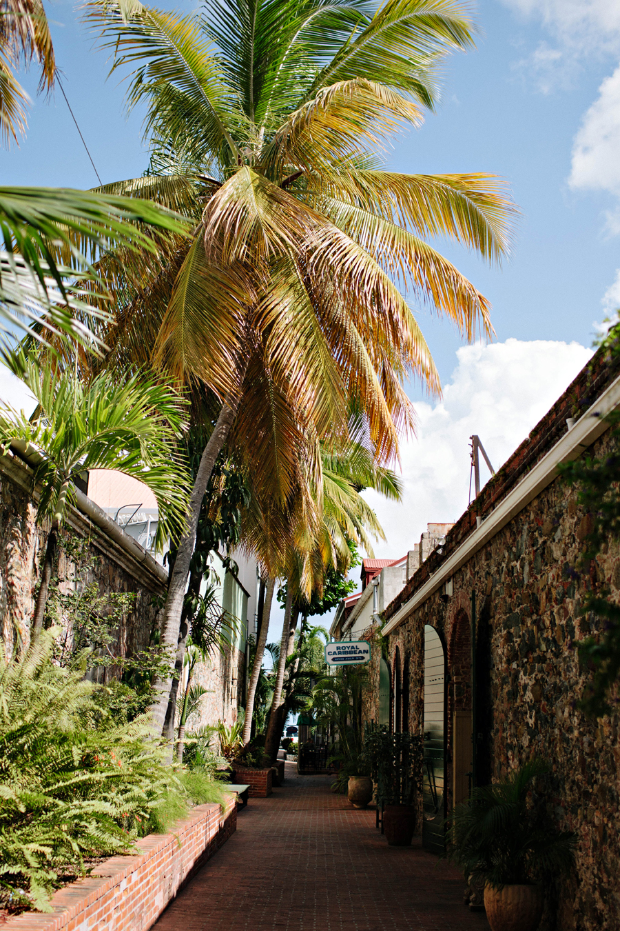 Palm Trees St Thomas - Entouriste