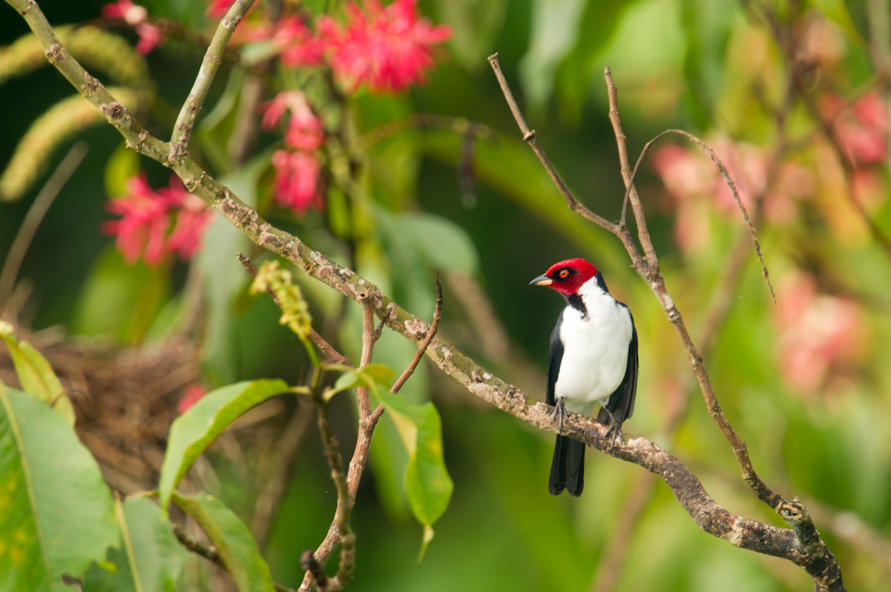 Red Headed Bird at the Napo Wildlife Center - Entouriste