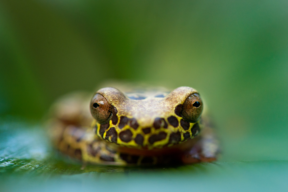 Spotted Frog in the Amazon at Yasuni National Park - Entouriste