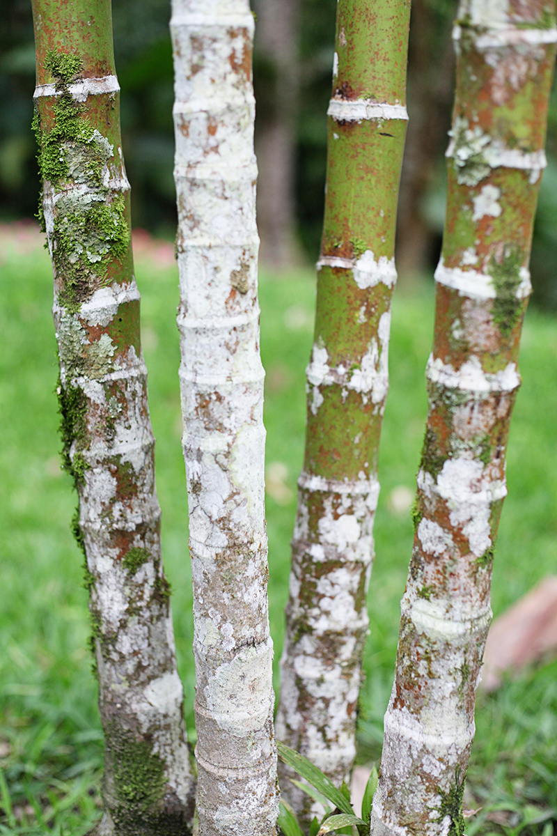 Bamboo at the Jardin Botanico in Santo Domingo Ecuador - Entouriste