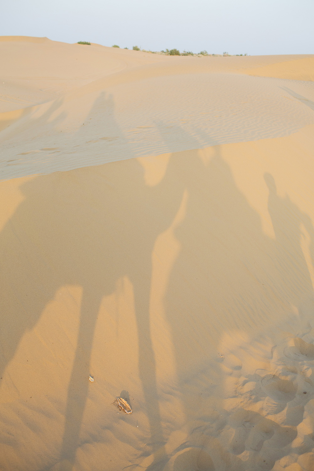 Camel Shadows at Lalhmana Sand Dunes in India - Entouriste