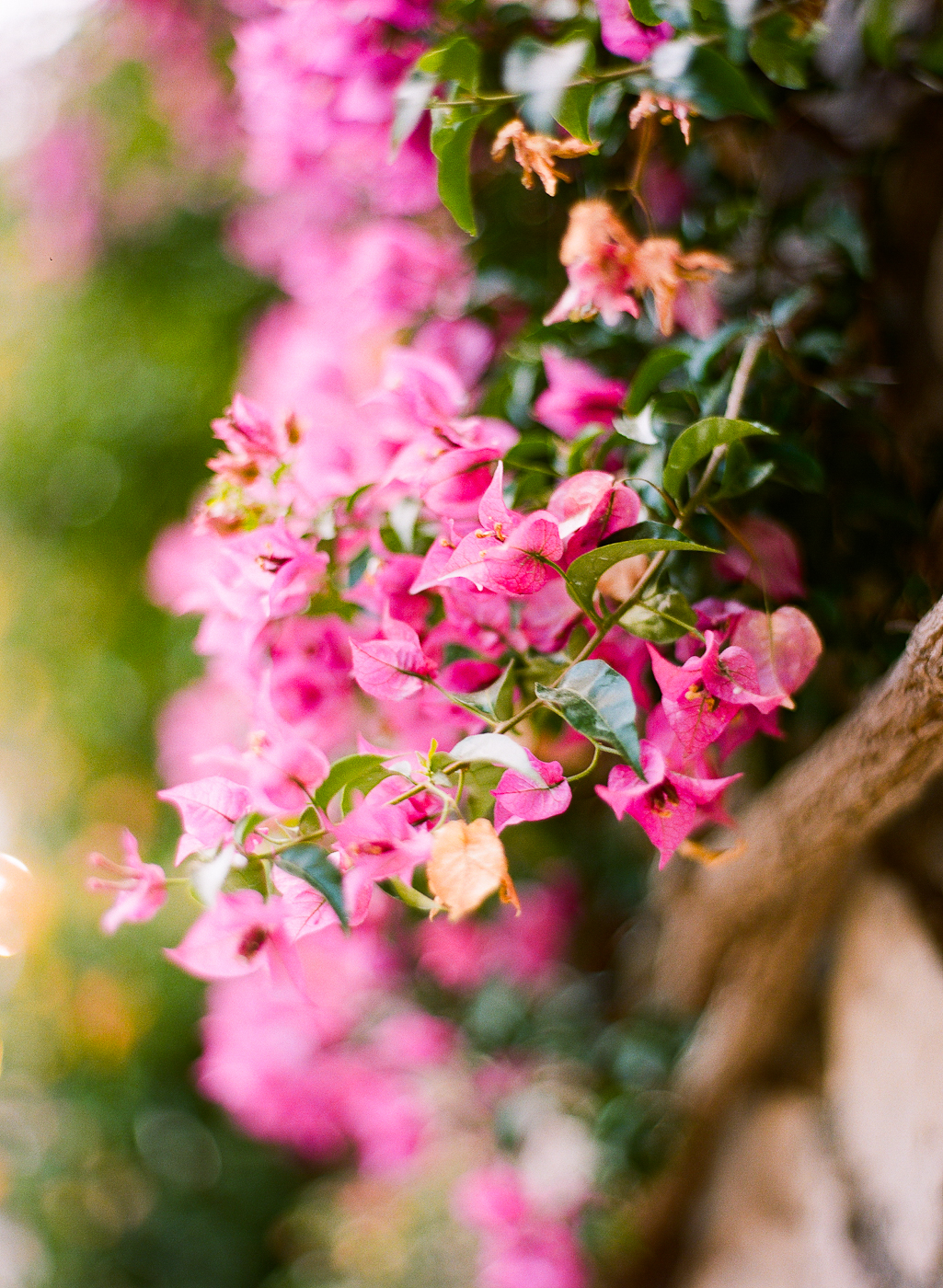 Pink Blossoms in Positano Italy - Entouriste