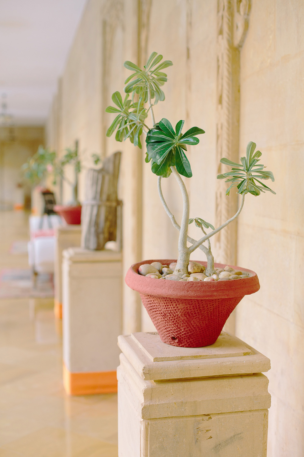 Potted Plants at Suryagarh Palace in India - Entouriste
