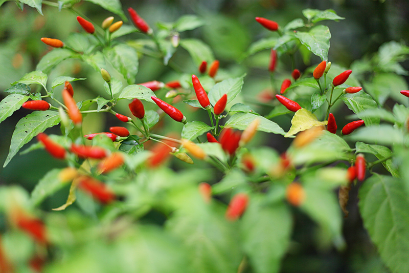 Red Peppers in Tsachilas Ecuador - Entouriste