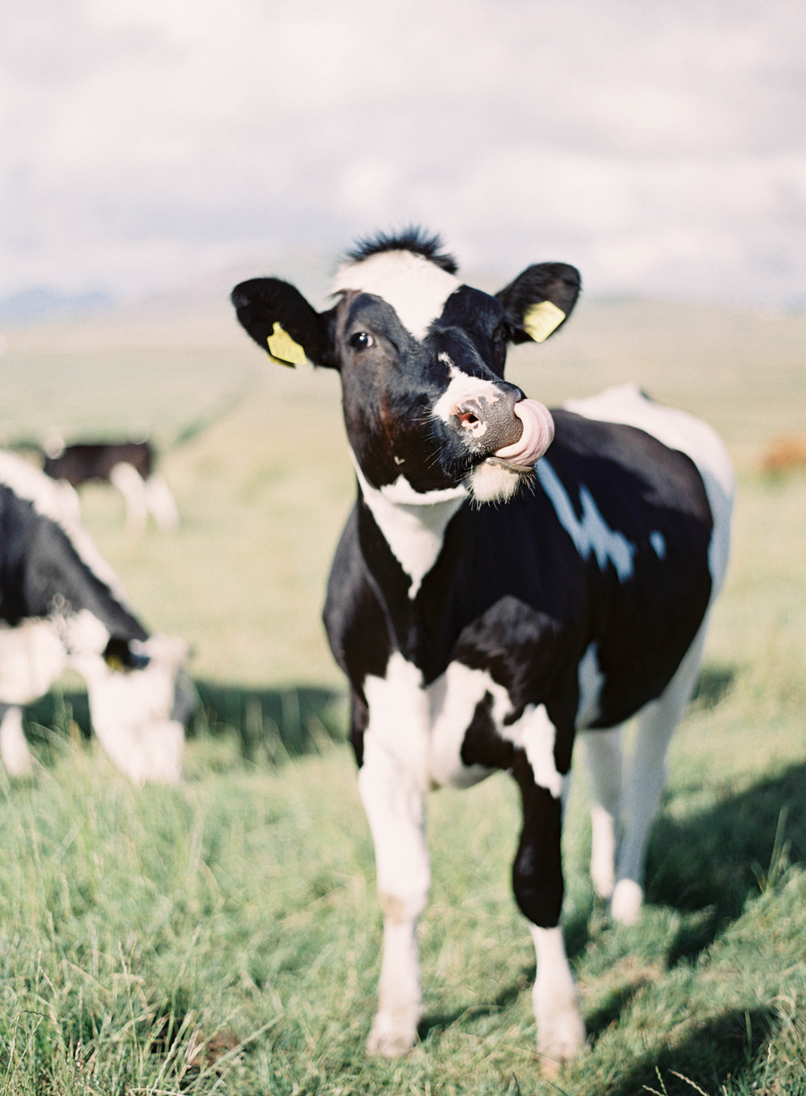 Dairy Cow in Ireland - Entouriste