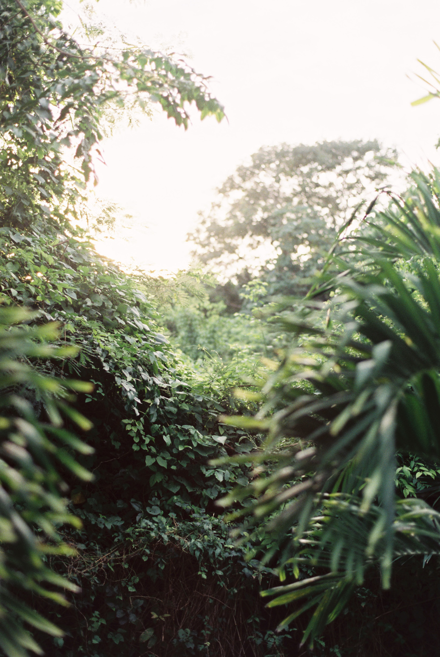 Greenery in Playa del Carmen Mexico - Entouriste