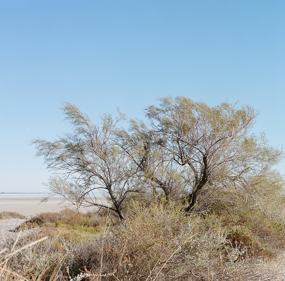 Trees on the Beach in Camargue France - Entouriste