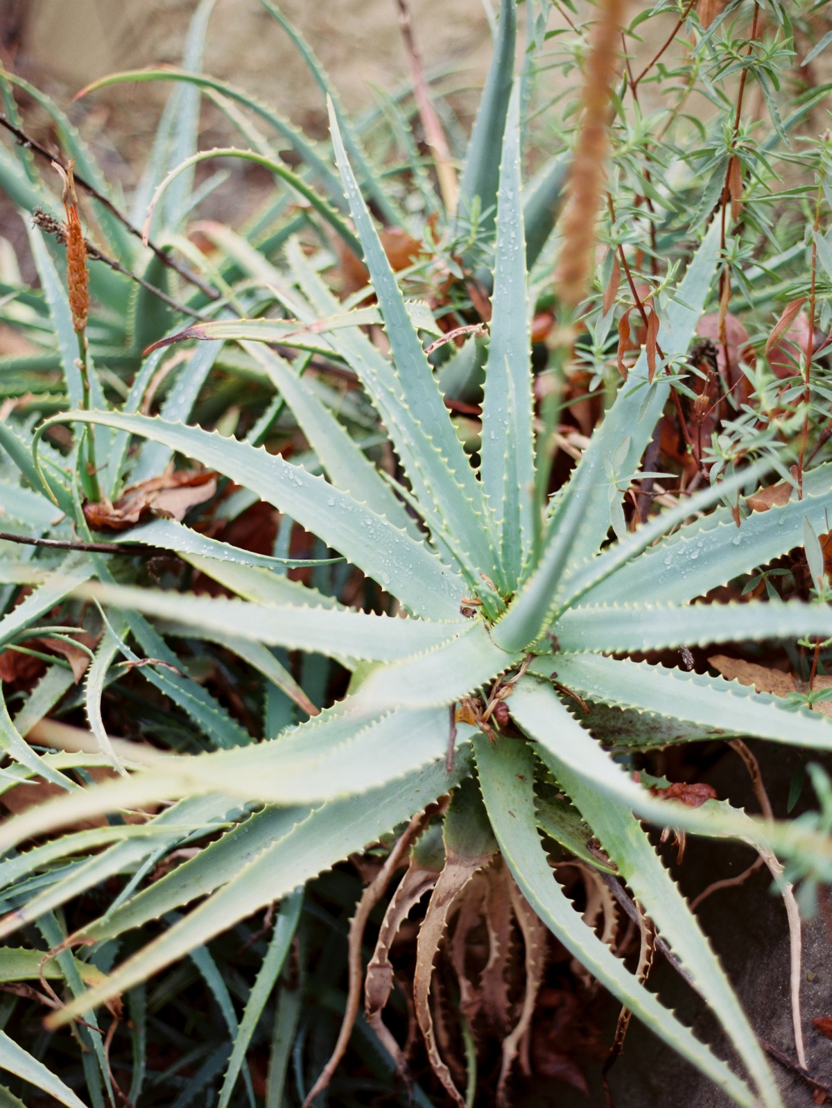 Aloe in Santa Barbara - Entouriste
