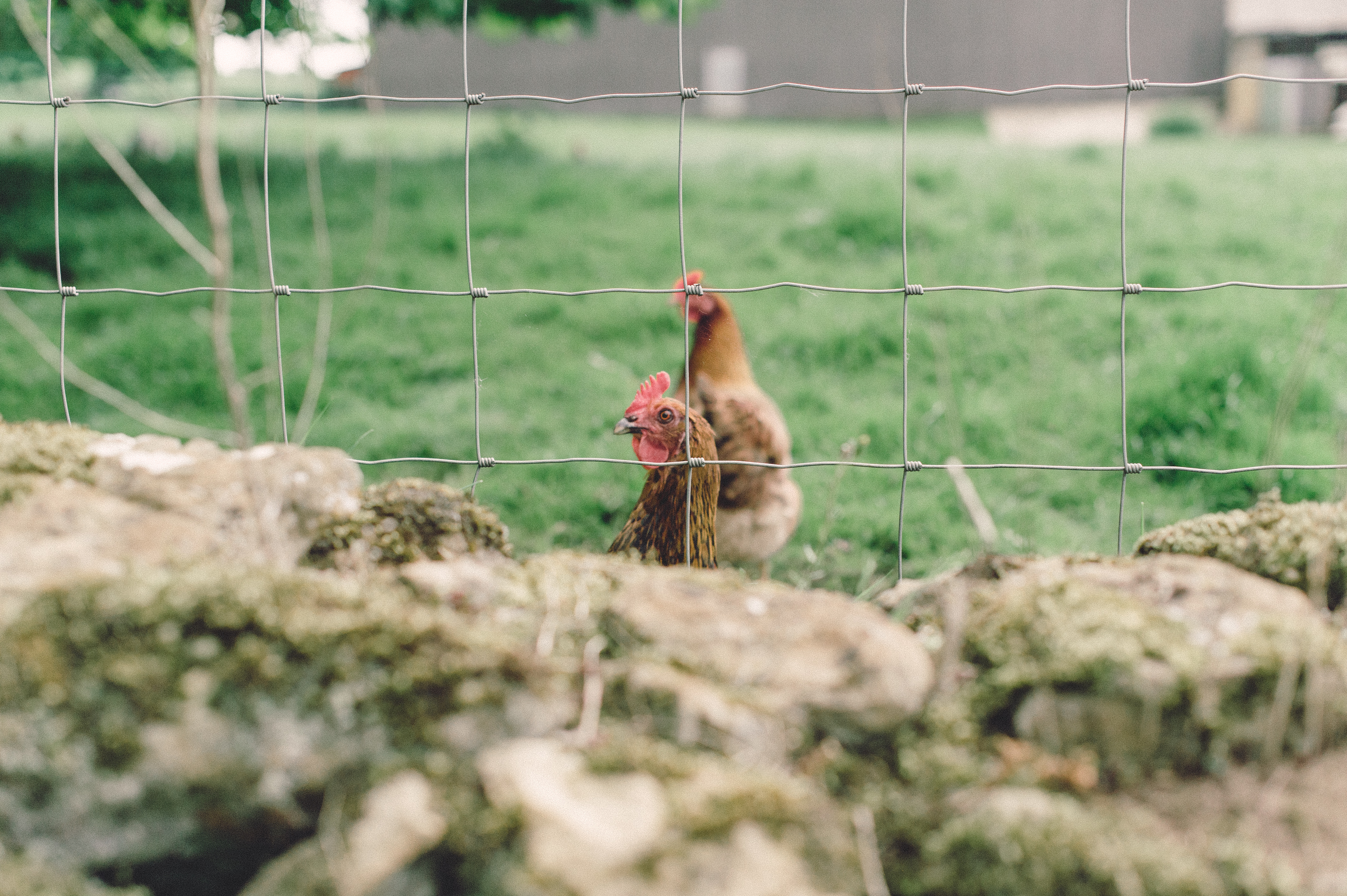 Chickens in the Hidcote Boyce Village of the Cotswolds - Entouriste