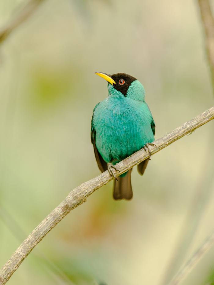 Turquoise Bird in the Costa Rica Rainforest - Entouriste
